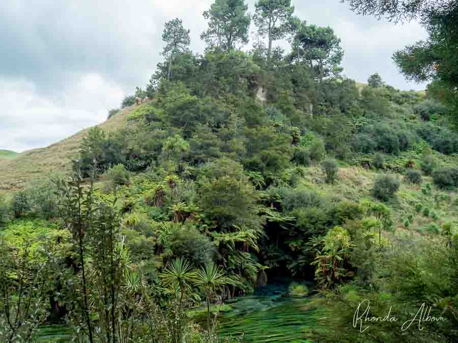 Blue Spring Putaruru: Crystal Clear Water at Te Waihou Walkway