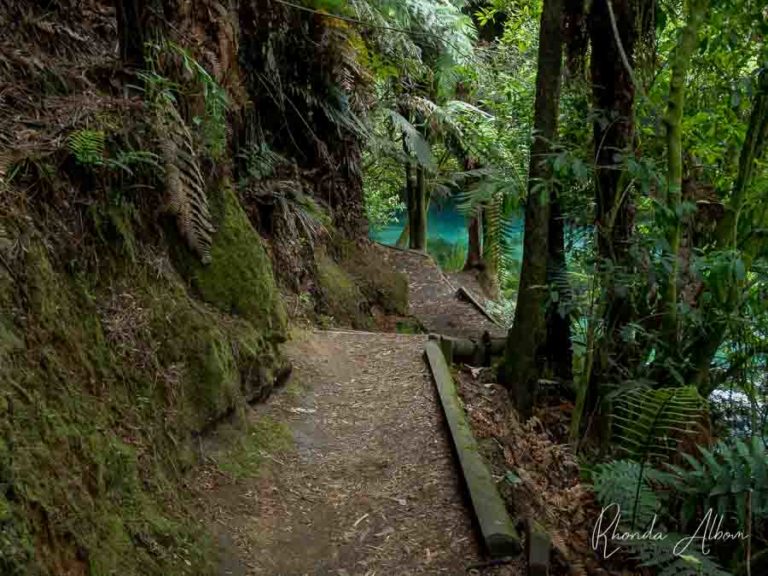 Blue Spring Putaruru: Crystal Clear Water at Te Waihou Walkway