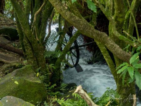 Blue Spring Putaruru: Crystal Clear Water at Te Waihou Walkway