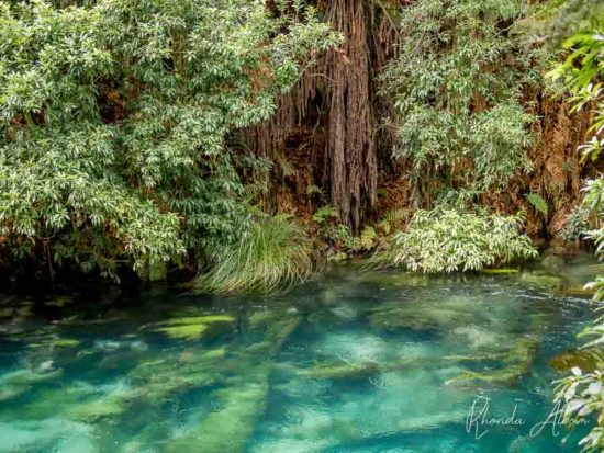 Blue Spring Putaruru: Crystal Clear Water at Te Waihou Walkway