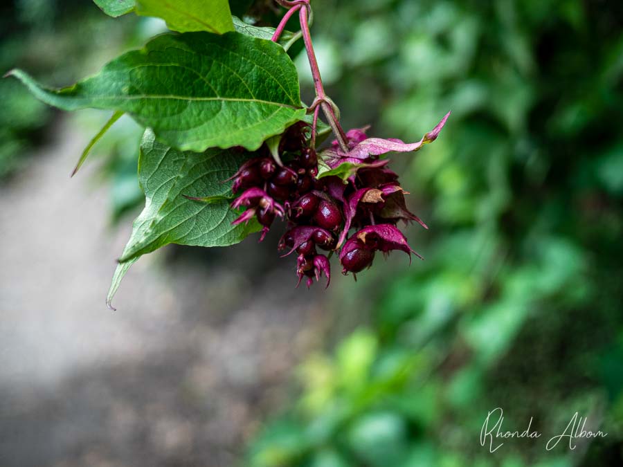 Blue Spring Putaruru: Crystal Clear Water at Te Waihou Walkway