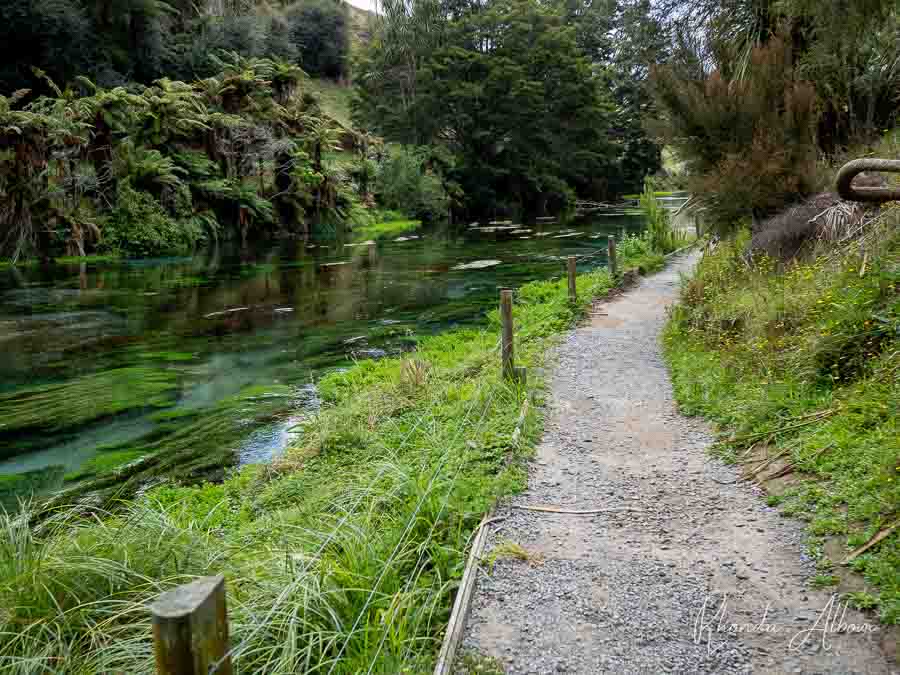 Blue Spring Putaruru: Crystal Clear Water at Te Waihou Walkway