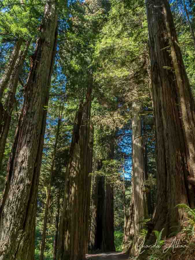 Northern California Road Trip to See the Giant Redwood Trees