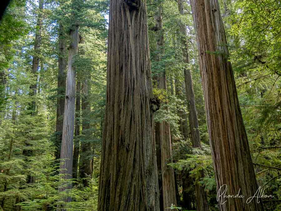Giant Redwood Trees