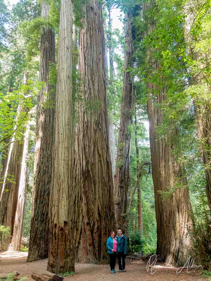 Northern California Road Trip to See the Giant Redwood Trees