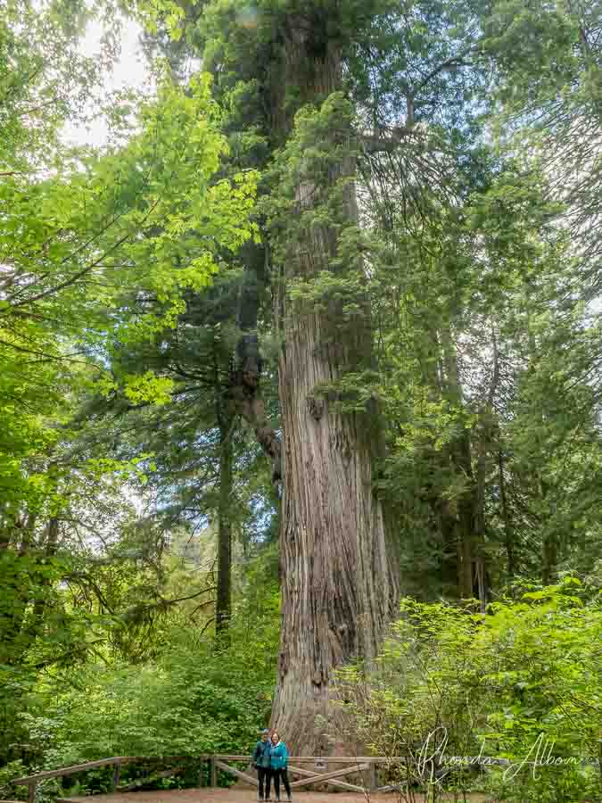 Northern California Road Trip to See the Giant Redwood Trees