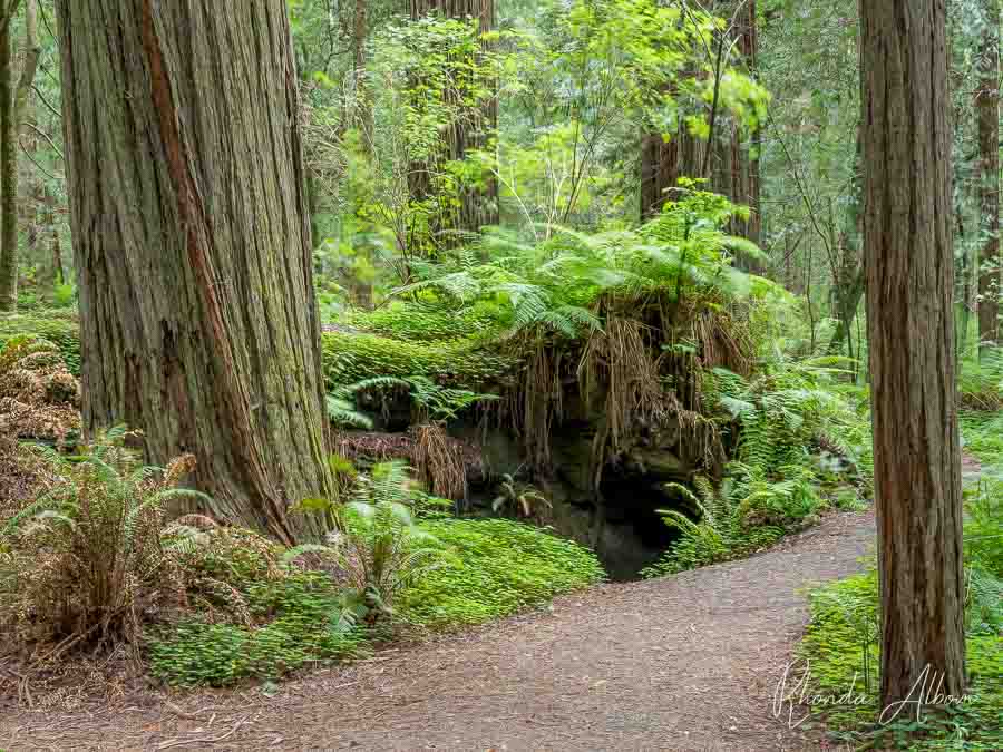 Northern California Road Trip to See the Giant Redwood Trees
