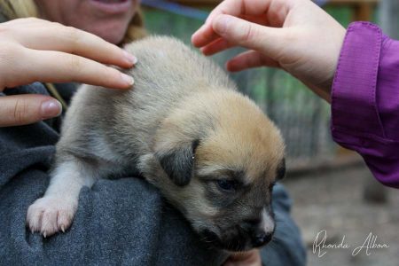 Alaska Native Heritage Center: an Immersive Cultural Experience