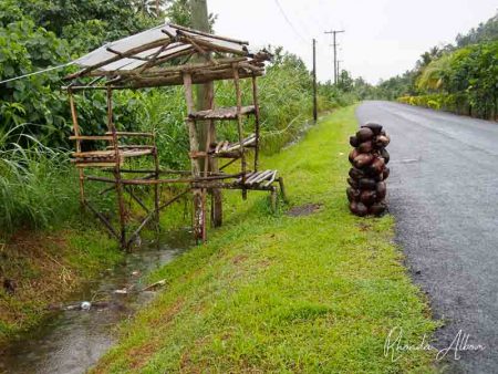 Resort Life vs Living in Samoa: My Window into the Contrasting Lifestyles
