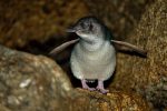 18 Places to See Penguins in New Zealand