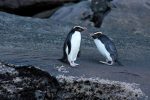 18 Places to See Penguins in New Zealand