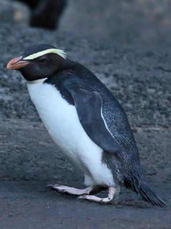 18 Places to See Penguins in New Zealand