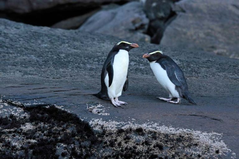 18 Places to See Penguins in New Zealand