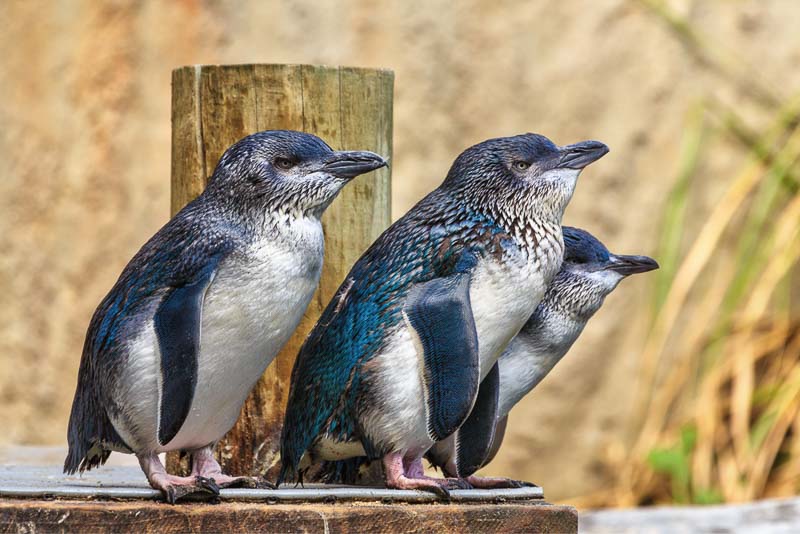 18 Places to See Penguins in New Zealand
