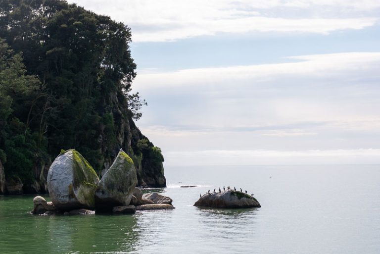 18 Places to See Penguins in New Zealand