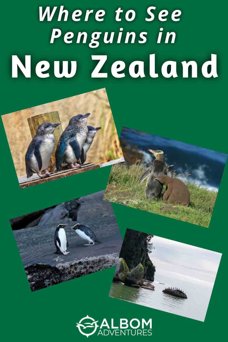 18 Places to See Penguins in New Zealand