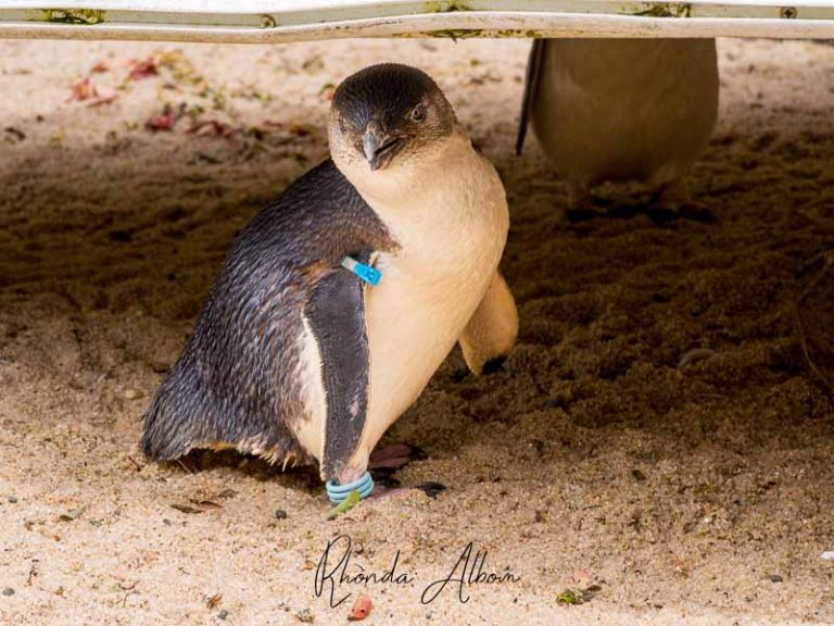 18 Places to See Penguins in New Zealand