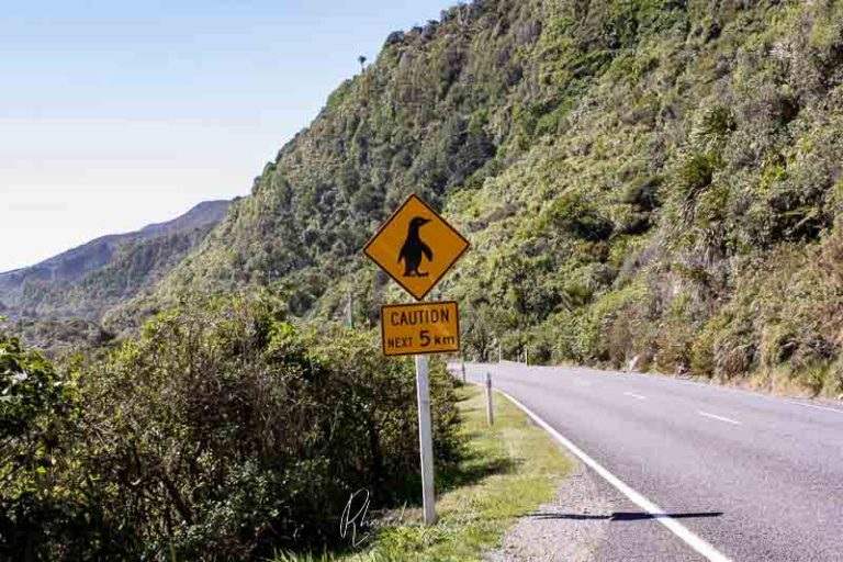 18 Places to See Penguins in New Zealand