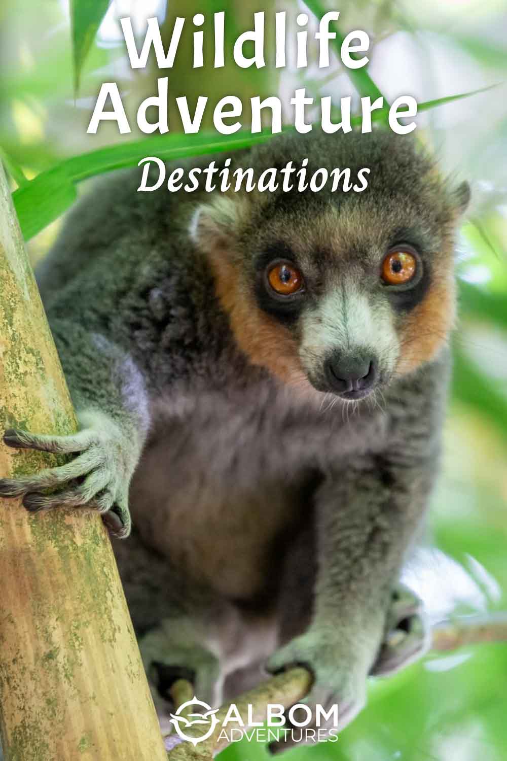 5 Destinations Perfect for Wildlife Adventures