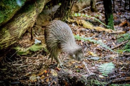 Where to See Kiwi in New Zealand: Insider Guide to 27 Spots