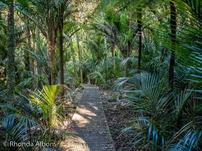 18 Short Walks in Auckland: Stunning Views on the Best Walks