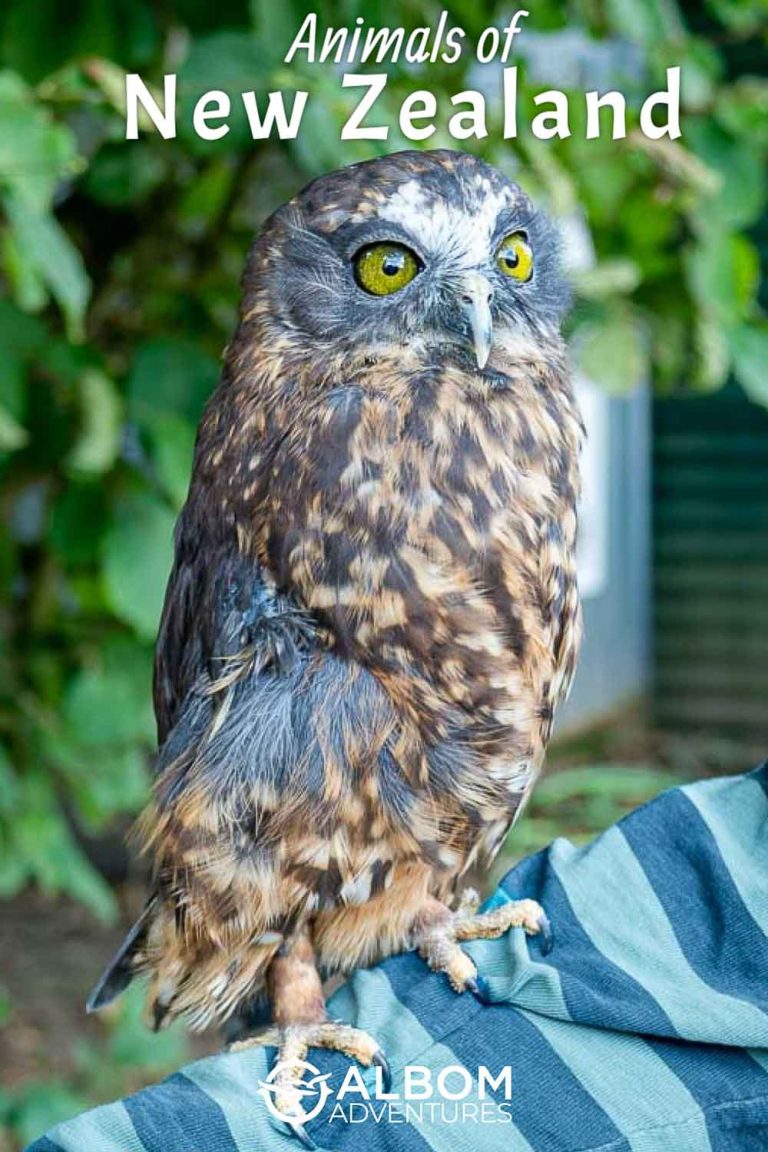 20 Unique Animals in New Zealand That Will Make You Smile