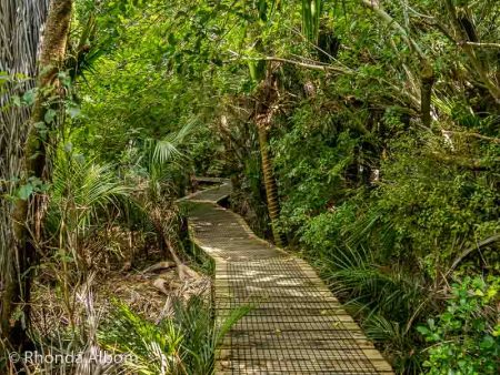 18 Short Walks in Auckland: Stunning Views on the Best Walks