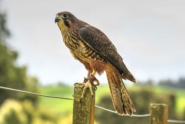 20 Unique Animals in New Zealand That Will Make You Smile