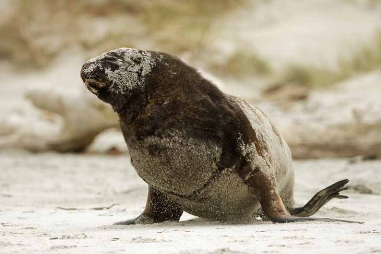 20 Unique Animals in New Zealand That Will Make You Smile