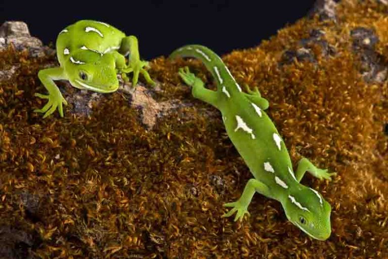 20 Unique Animals in New Zealand That Will Make You Smile