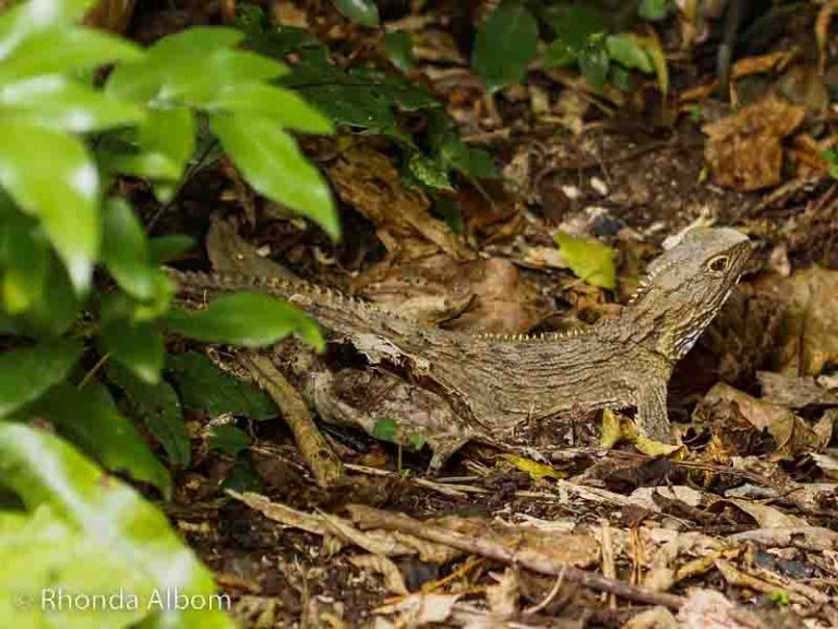 20 Unique Animals in New Zealand That Will Make You Smile