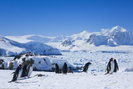 Arctic or Antarctic: Which Polar Adventure is Right for You?