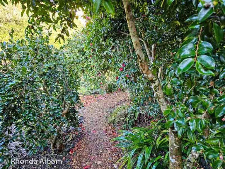 15 Cool Things to Do in Whangarei and the Surrounding Area