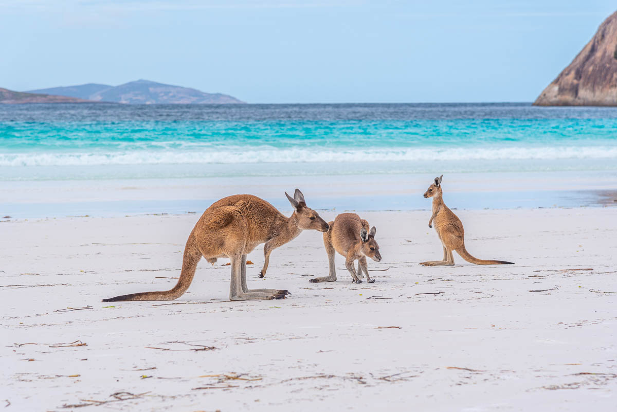 Australian Kangaroo Natural Scenery