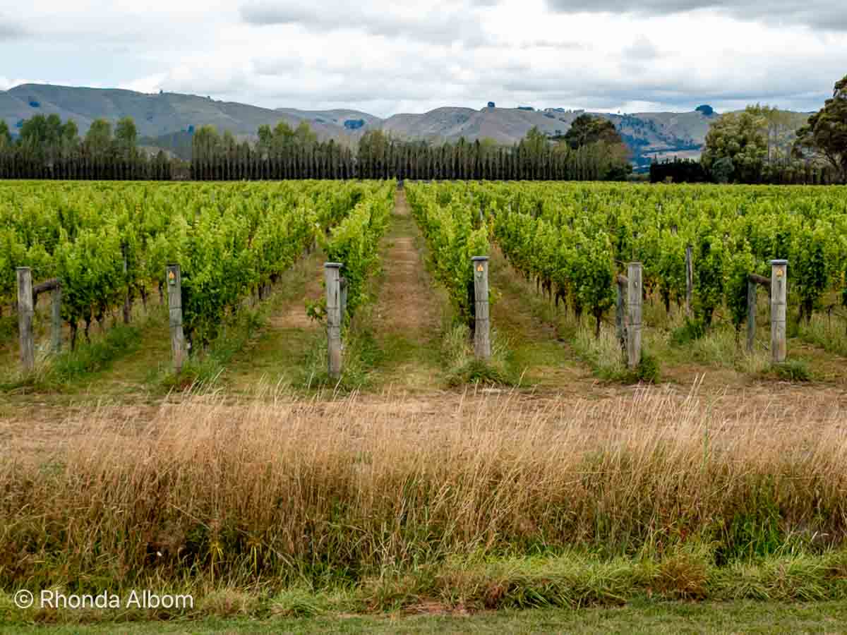 25 Things to Do in Wairarapa: Fall in Love with the Region