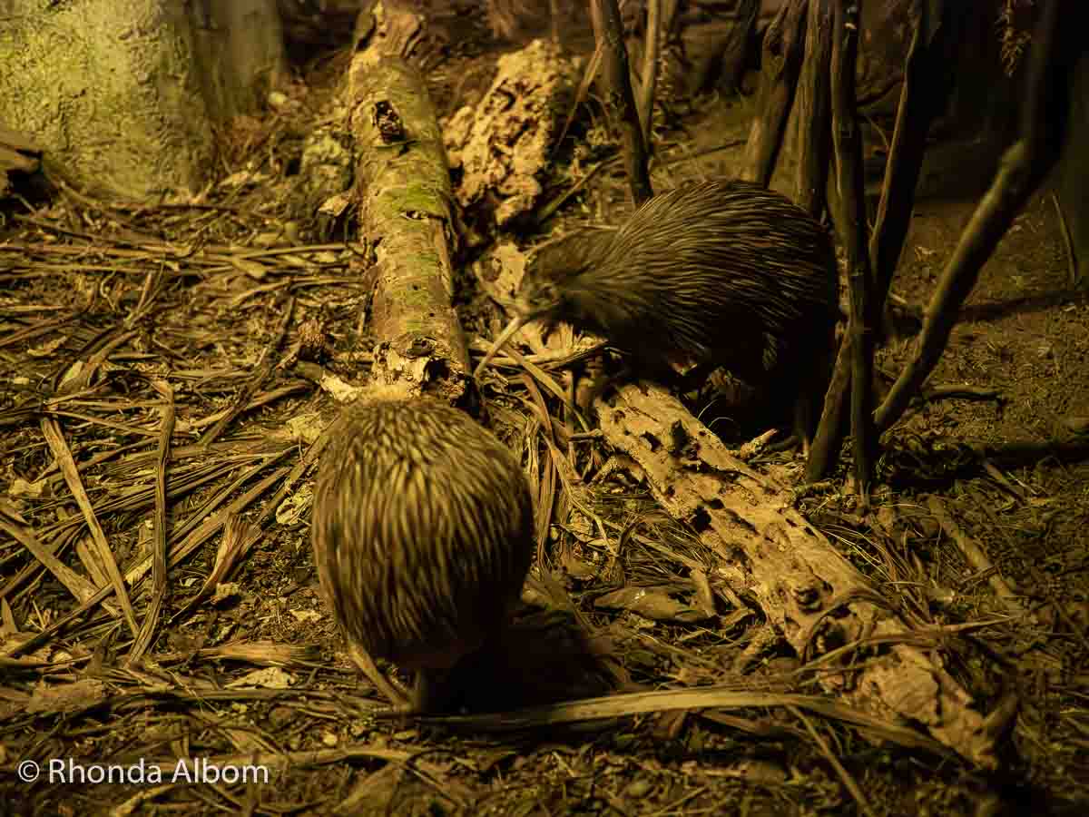 Where to See Kiwi in New Zealand: Insider Guide to 27 Spots
