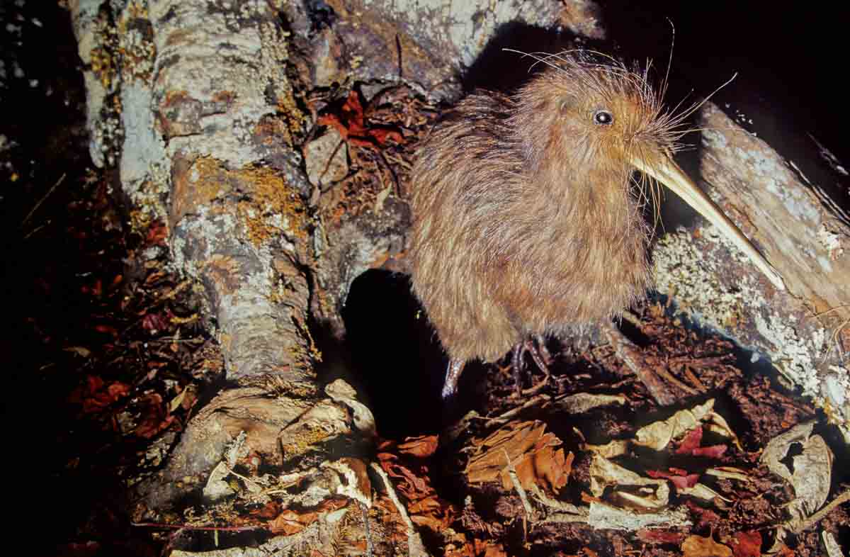 Where to See Kiwi in New Zealand: Insider Guide to 27 Spots