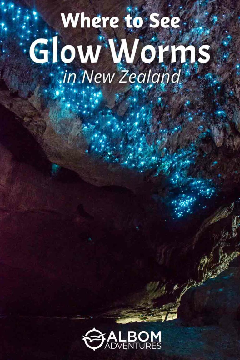 Where to See Glow Worms in New Zealand: 18 Glittering Habitats