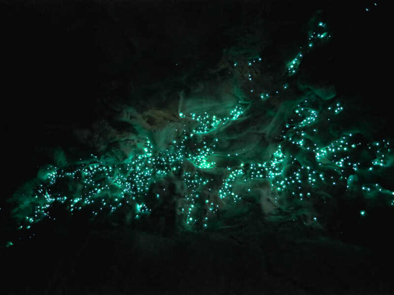 Where to See Glow Worms in New Zealand: 18 Glittering Habitats