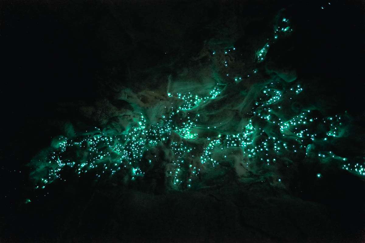 Where We See Glow Worms in New Zealand: 18 Glittering Habitats