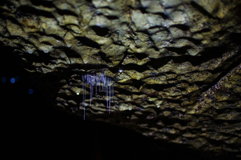 Where We See Glow Worms in New Zealand: 18 Glittering Habitats