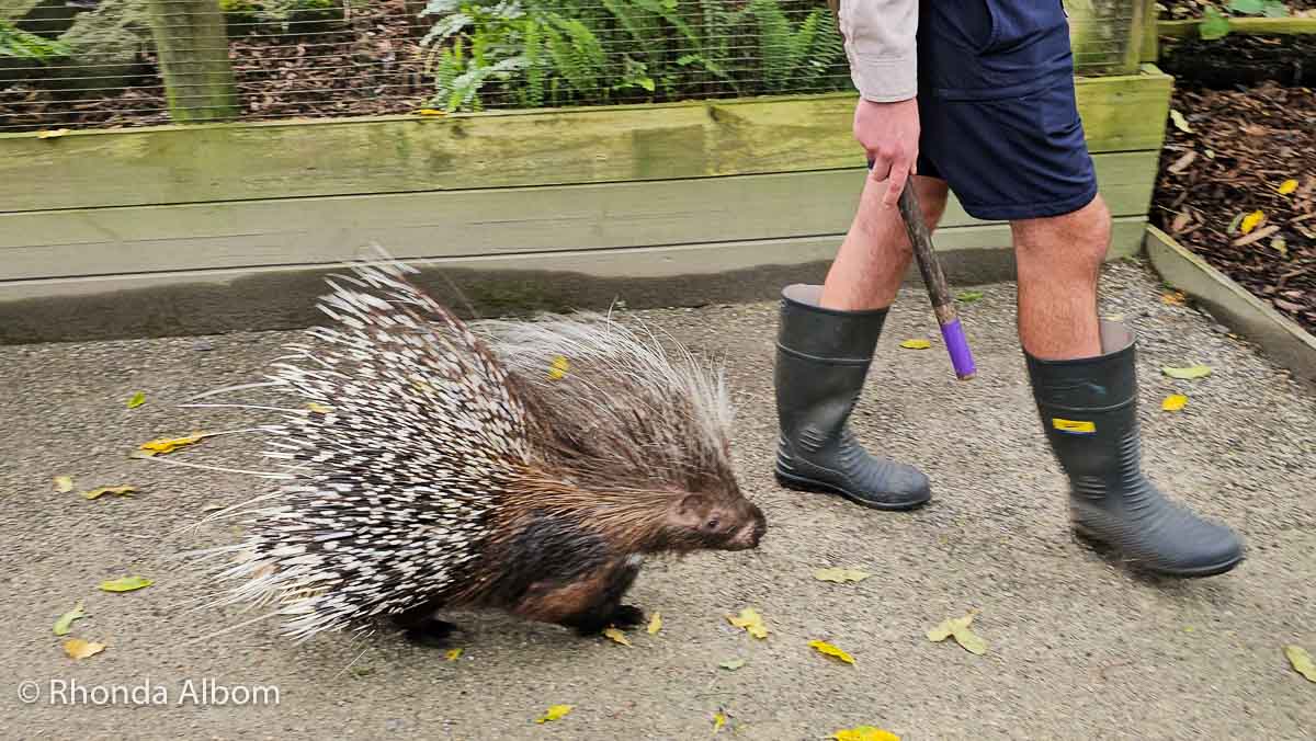 10 Surprising Things to Do in Hamilton NZ - Our Guide to Fun