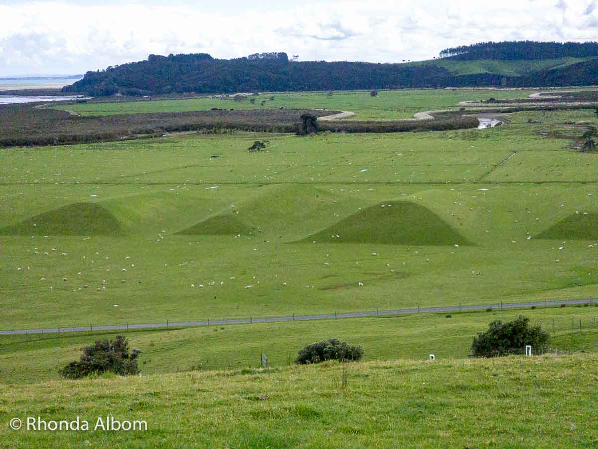 Plan Your Visit to Gibbs Farm Sculpture Park: Ultimate Guide