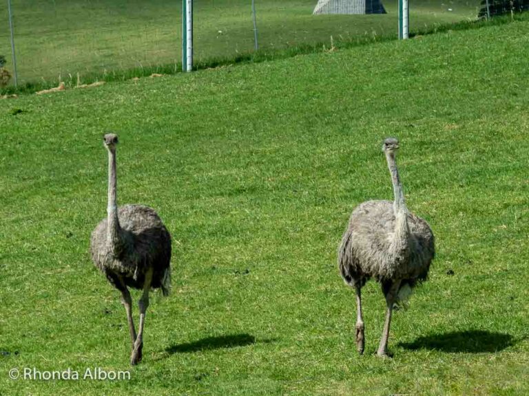 Plan Your Visit to Gibbs Farm Sculpture Park: Ultimate Guide