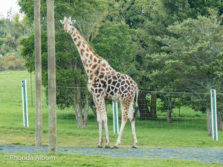 Plan Your Visit to Gibbs Farm Sculpture Park: Ultimate Guide