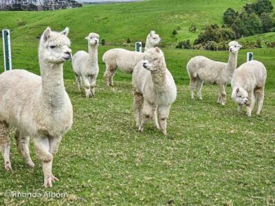 Plan Your Visit to Gibbs Farm Sculpture Park: Ultimate Guide