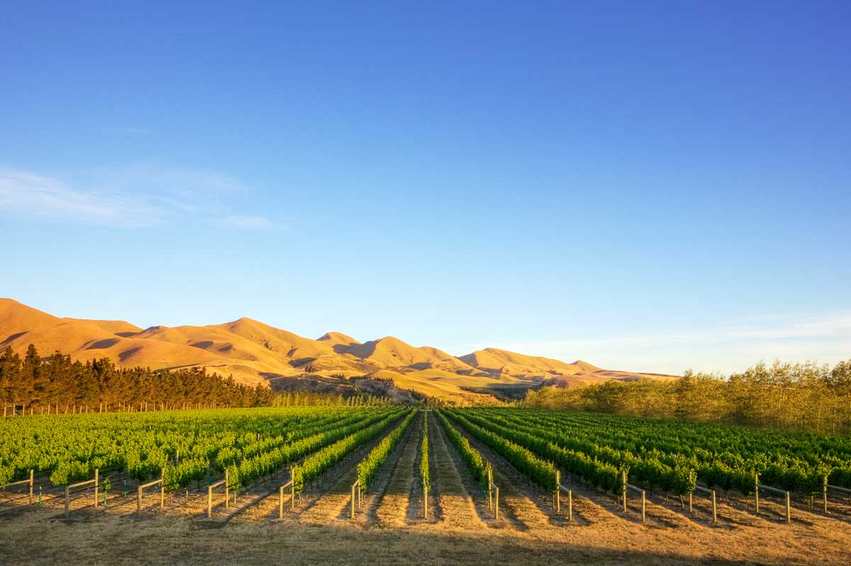 10 Day Trips from Christchurch: Wildlife and Spa Top Our List