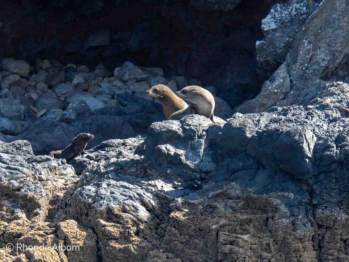 One Day in Akaroa New Zealand Enjoying Giants and Dolphins