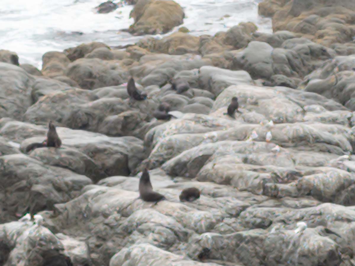 15 Kaikoura Activities from Wildlife to Star Gazing